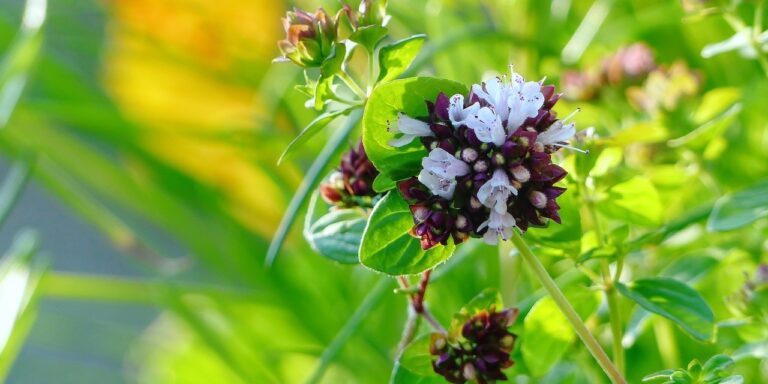 Oregano gezond: dit betekent dit kruid voor je gezondheid